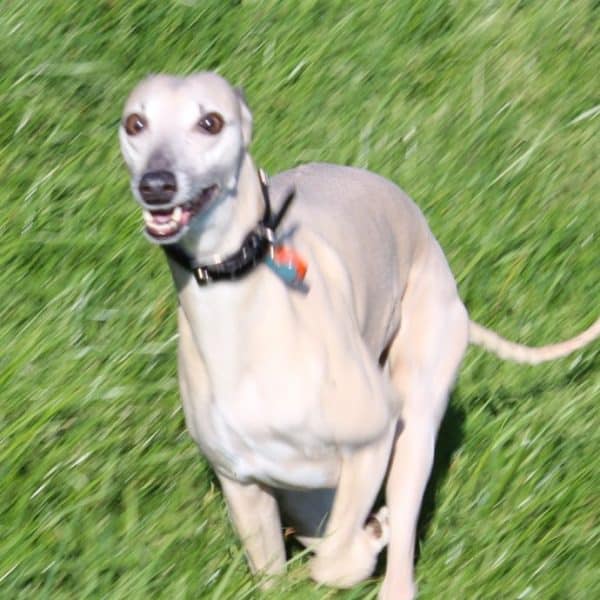 How Can a Whippet Inspire Your Style? — Inside Out Style