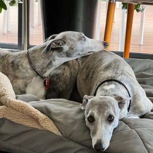 How Can a Whippet Inspire Your Style? — Inside Out Style